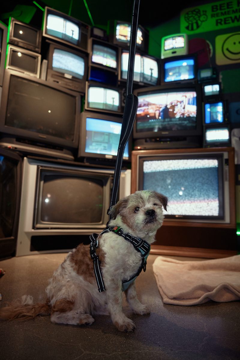 Puppy Love with JOHN WICK and One Tail At A Time | Chicago News | Alamo ...